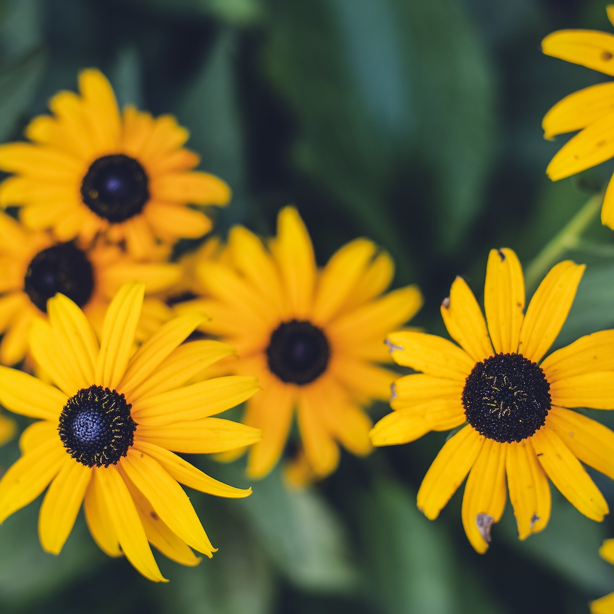 Vaste planten – toptuinplanten