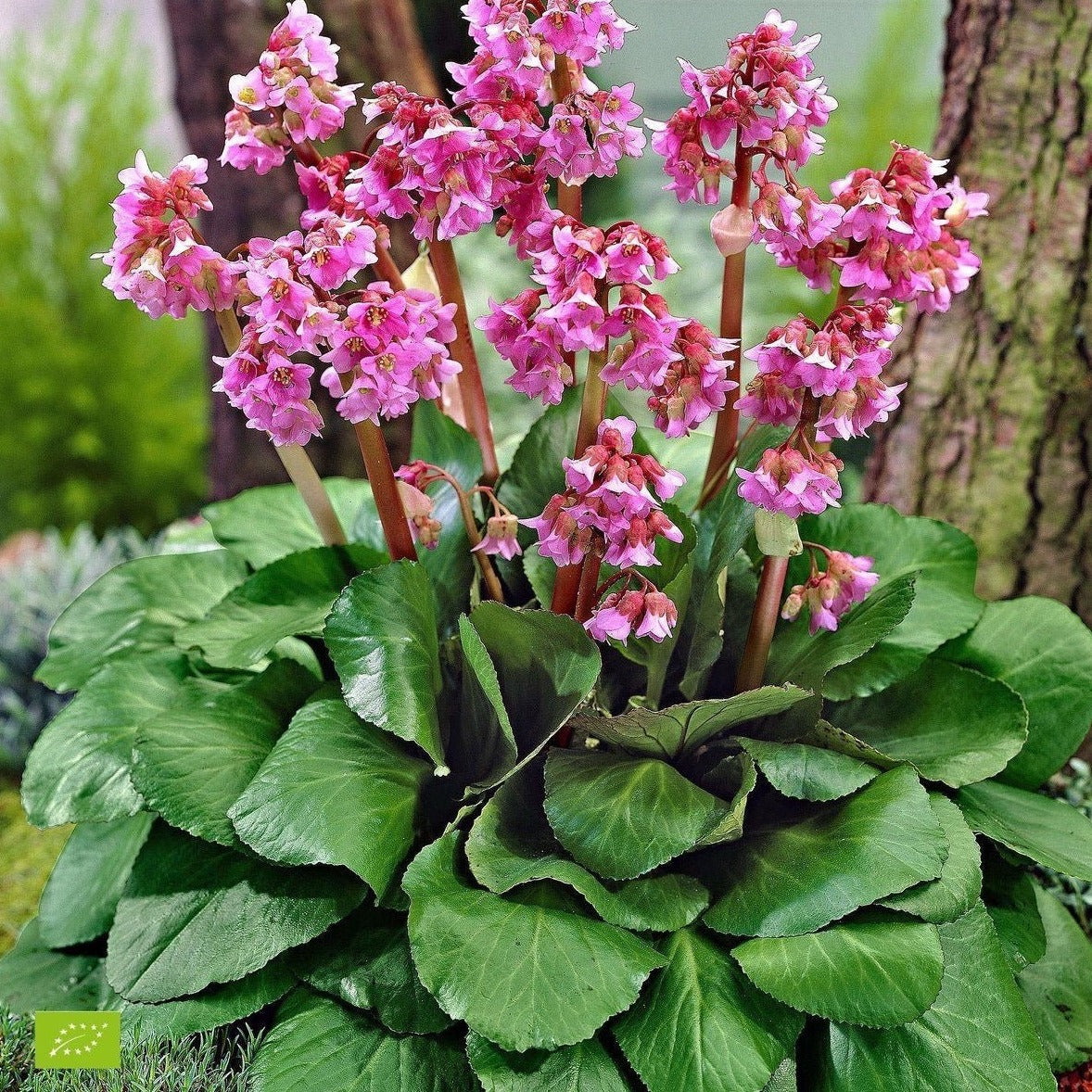 bergenia-cordifolia-schoenlappersplant-203637.jpg?v=1694007461