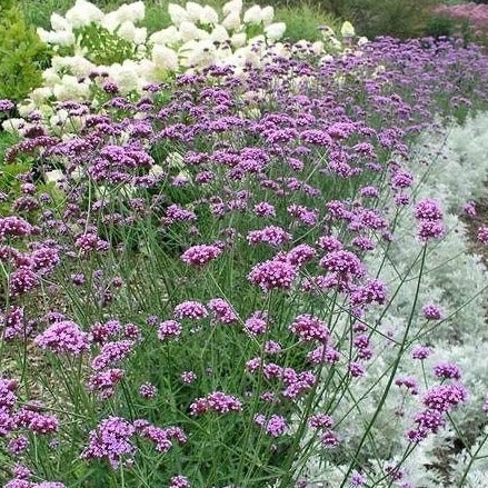 Verbena Tree Parts Of A Plant Let's Talk Science